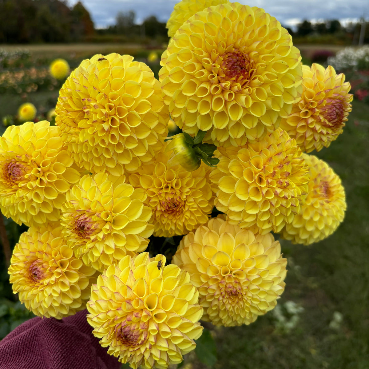 Ferncliff Fiesta – Au Beau Pré