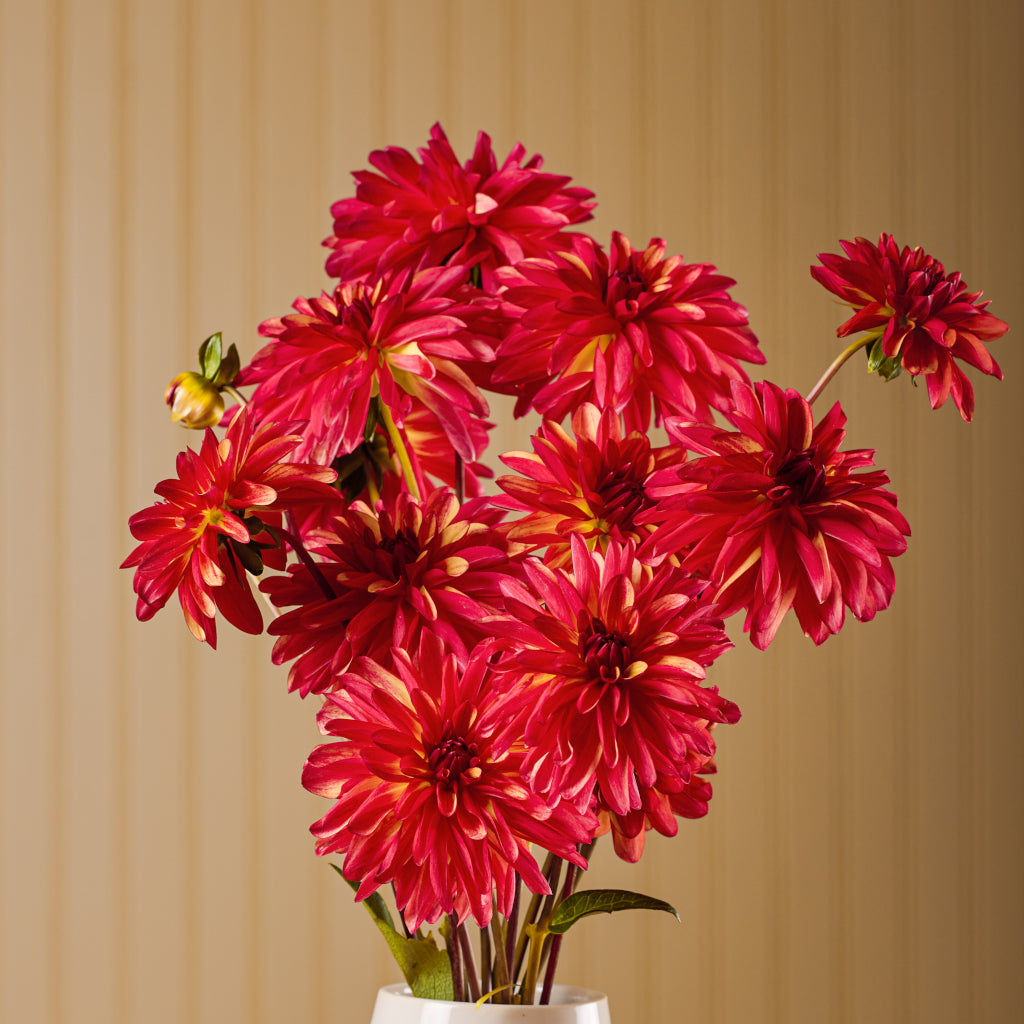 Crazy Leg – Au Beau Pré