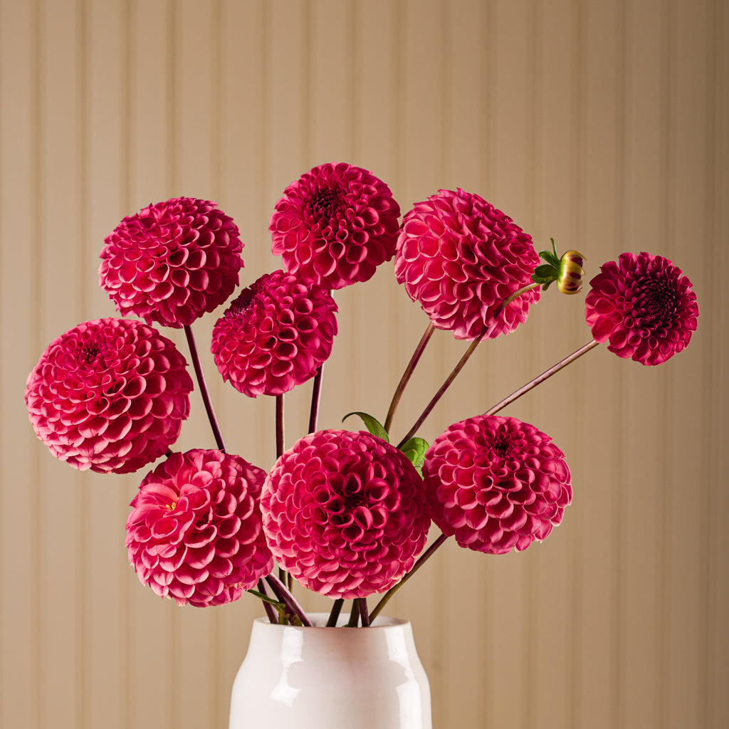 Ferncliff Rusty – Au Beau Pré