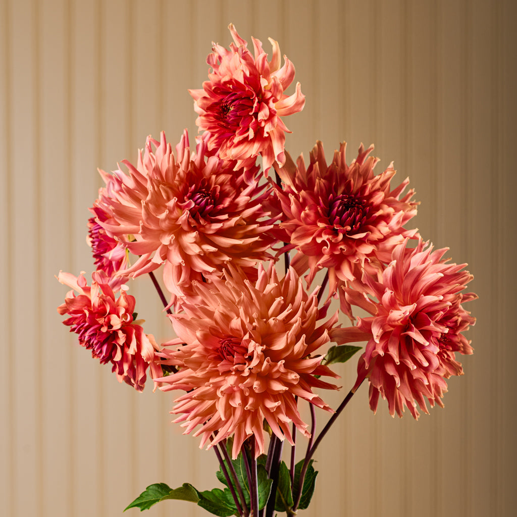 Terracotta – Au Beau Pré